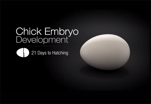 Video: Embryo ontwikkeling kuiken - pluimveebedrijf.nl