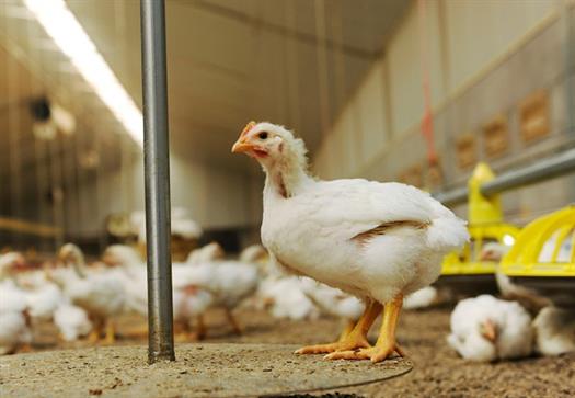 Goede inzet van vee draagt bij aan duurzame voedselvoorziening ...